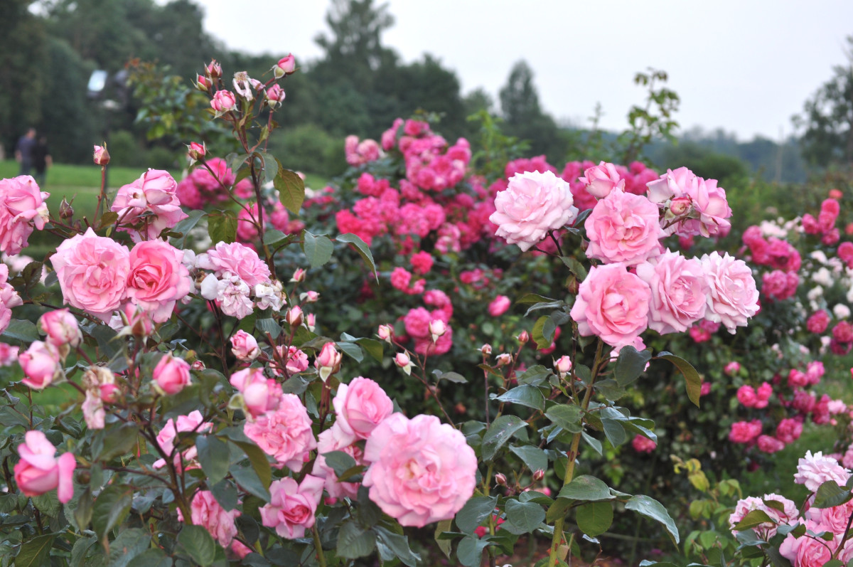Foto: Rundāles pils parka rozes – Padomi – epadomi.lv